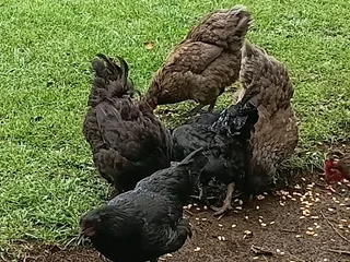 Australorp Flock | Howick | Gumtree South Africa