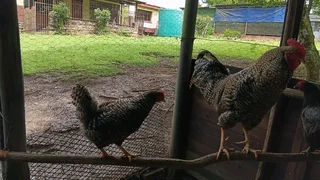 KOEKKOEK PAIR | Howick | Gumtree South Africa