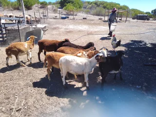 Sheep rams | Stilbaai | Gumtree South Africa