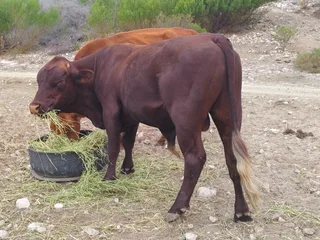 Bonsmara bull | Stilbaai | Gumtree South Africa