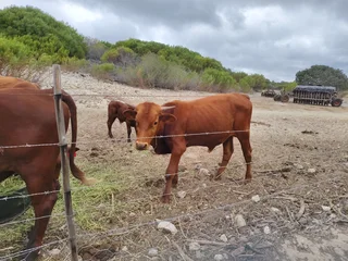 Bonsmara bulls | Stilbaai | Gumtree South Africa