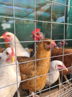 Brahma/Easter Egger chickens | Capri | Gumtree South Africa
