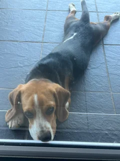 Beagle Pup | Mount Edgecombe | Gumtree South Africa