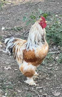 Brahma Roosters | Lanseria | Gumtree South Africa