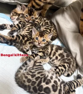 Bengal kittens | Bloemfontein | Gumtree South Africa