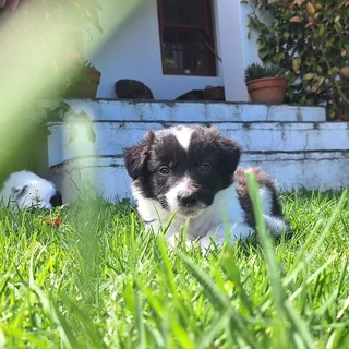 Australian Shepherd x Border Collie Puppy | Jeffreys Bay | Gumtree ...