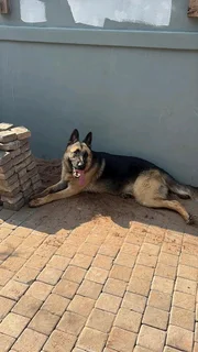 German Shepard X puppies for sale ready to go. 6 weeks old. 3 girls ...