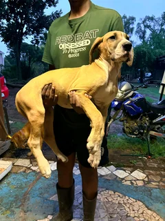 Male Great Dane Mix | Kokstad | Gumtree South Africa