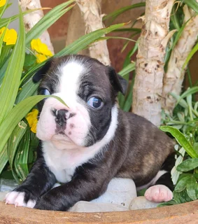 Boston Terriers | Other | Gumtree South Africa