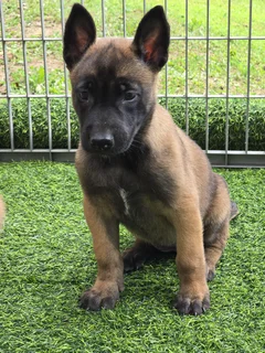 Puppies - Ad posted by Danielle Amtmann | Pietermaritzburg | Gumtree ...