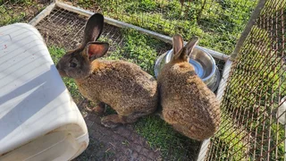 Flemish giant rabbits | Port Elizabeth | Gumtree South Africa