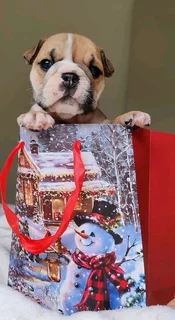 English Bulldogs | Bloemfontein | Gumtree South Africa