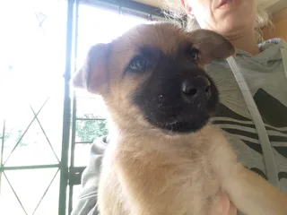 German Shepard Labrador cross puppies | Brakpan | Gumtree South Africa