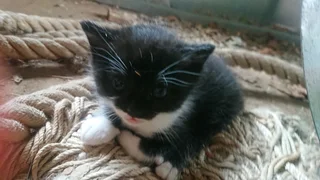 3 Kittens | Modimolle / Nylstroom | Gumtree South Africa