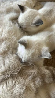 Siemese kittens | Edenvale | Gumtree South Africa