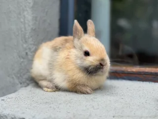 Netherland dwarf | Eastern Pretoria | Gumtree South Africa