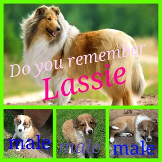 Rough Collie male puppies | Vanderbijlpark | Gumtree South Africa