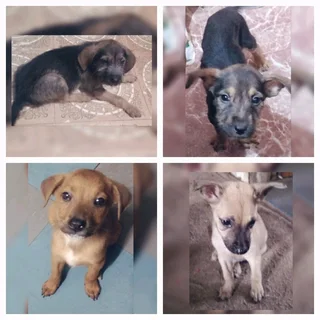 Rhodesian Ridgeback Mix | Chatsworth | Gumtree South Africa