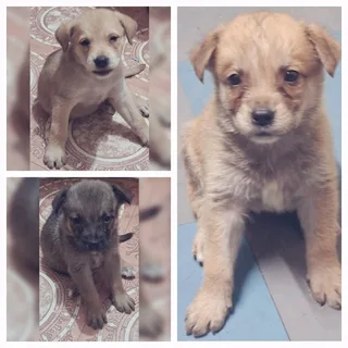 Jack Russell Mix | Chatsworth | Gumtree South Africa