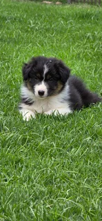 Australain shepard puppies for sale | Meyerton | Gumtree South Africa