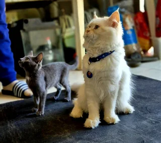 Beautiful Persian mix siamese kittens | Pietermaritzburg | Gumtree ...