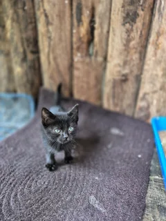 Beautiful siamese mix kitten | Pietermaritzburg | Gumtree South Africa