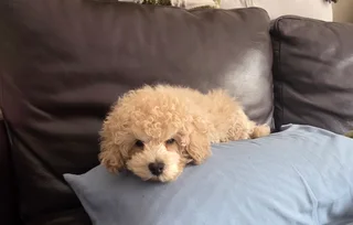 Miniature french poodle puppy | Eastern Pretoria | Gumtree South Africa