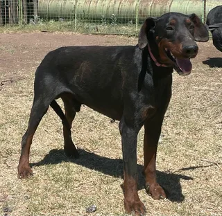 Doberman Male | Alberton | Gumtree South Africa