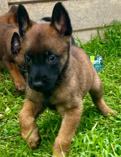 Malinois Puppies | Alberton | Gumtree South Africa