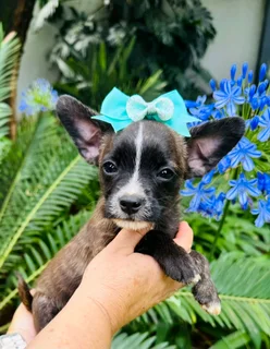 Yorkshire terrier /frenchie mix | Eastern Pretoria | Gumtree South Africa