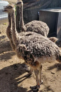 Big birds | Margate | Gumtree South Africa