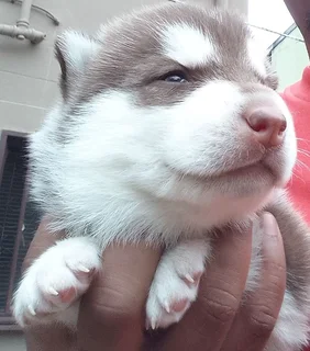 Siberian Husky | Phoenix | Gumtree South Africa