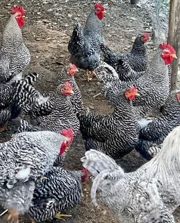 Potch Koekoek | Lanseria | Gumtree South Africa