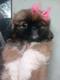 Pekingese pups | Roodepoort | Gumtree South Africa