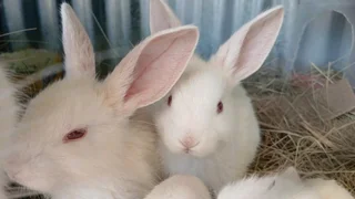 New Zealand White Rabbits for Sale – Gauteng – From R250 | GaRankuwa ...