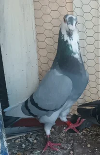 Top pigeons | Parow | Gumtree South Africa