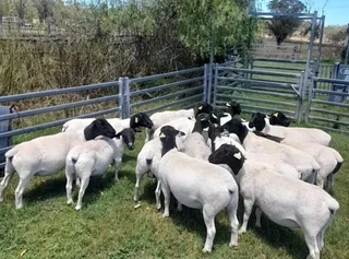 Merino sheep for sell | Kimberley | Gumtree South Africa