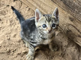 Bengal kittens | Other | Gumtree South Africa