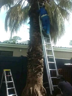 Tree Cutting | Malmesbury | Gumtree South Africa