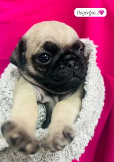 Pug puppie | Krugersdorp | Gumtree South Africa
