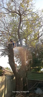 ACTION TREE FELLING SERVICES | Drummond | Gumtree South Africa