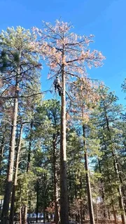 ARON TREE FELLING | Port Shepstone | Gumtree South Africa